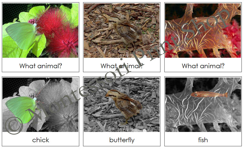 Animal Camouflage Matching Cards (Set #2) - Zoology | Made By Teachers