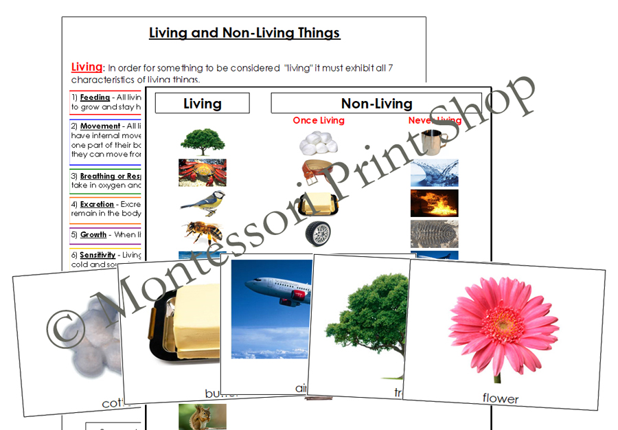 Living or Non-living - Sorting Cards & Control Chart | Made By Teachers