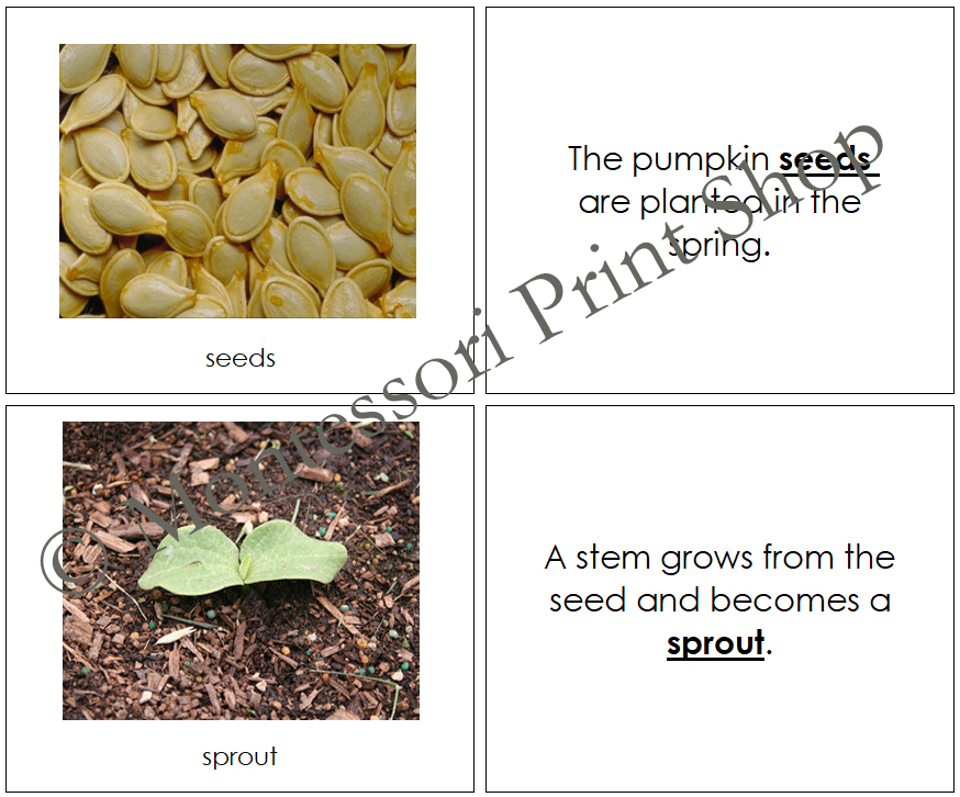 The Pumpkin Life Cycle Book - Montessori Nomenclature | Made By Teachers