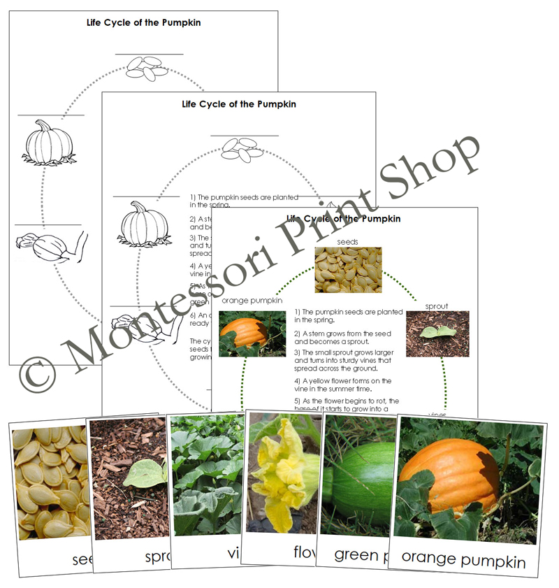 The Pumpkin Life Cycle 3-Part Cards & Charts - Montessori Nomenclature ...
