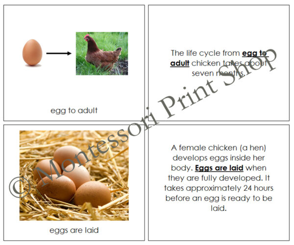 The Chicken Life Cycle Book - Montessori Nomenclature | Made By Teachers