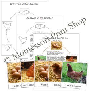 The Chicken Life Cycle 3-Part Cards & Charts - Montessori Nomenclature ...
