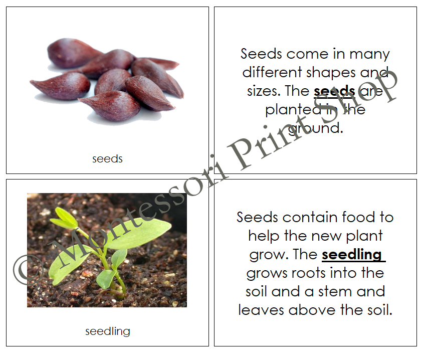 The Apple Life Cycle Book - Montessori Nomenclature | Made By Teachers