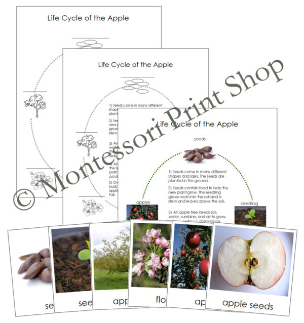 The Apple Life Cycle 3-Part Cards & Charts - Montessori Nomenclature ...