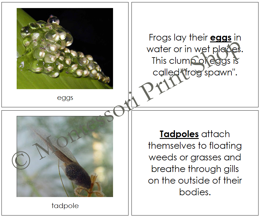 The Frog Life Cycle Book - Montessori Nomenclature | Made By Teachers