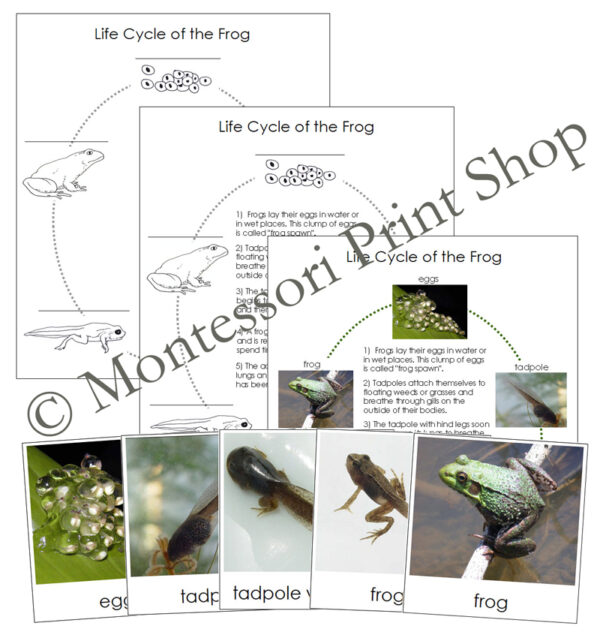 The Frog Life Cycle 3-Part Cards & Charts - Montessori Nomenclature ...