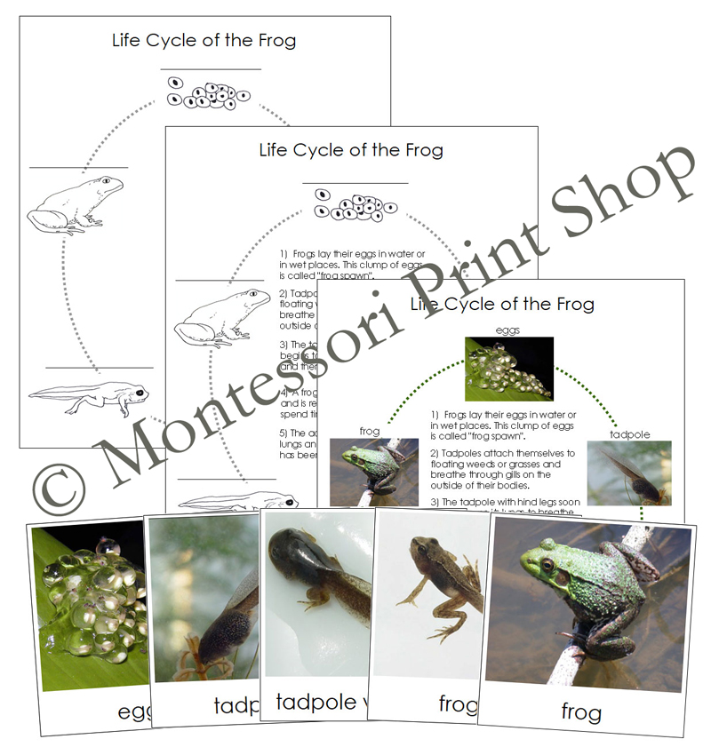 The Frog Life Cycle 3-Part Cards & Charts - Montessori Nomenclature ...
