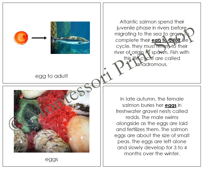 The Salmon Life Cycle Book - Montessori Nomenclature | Made By Teachers