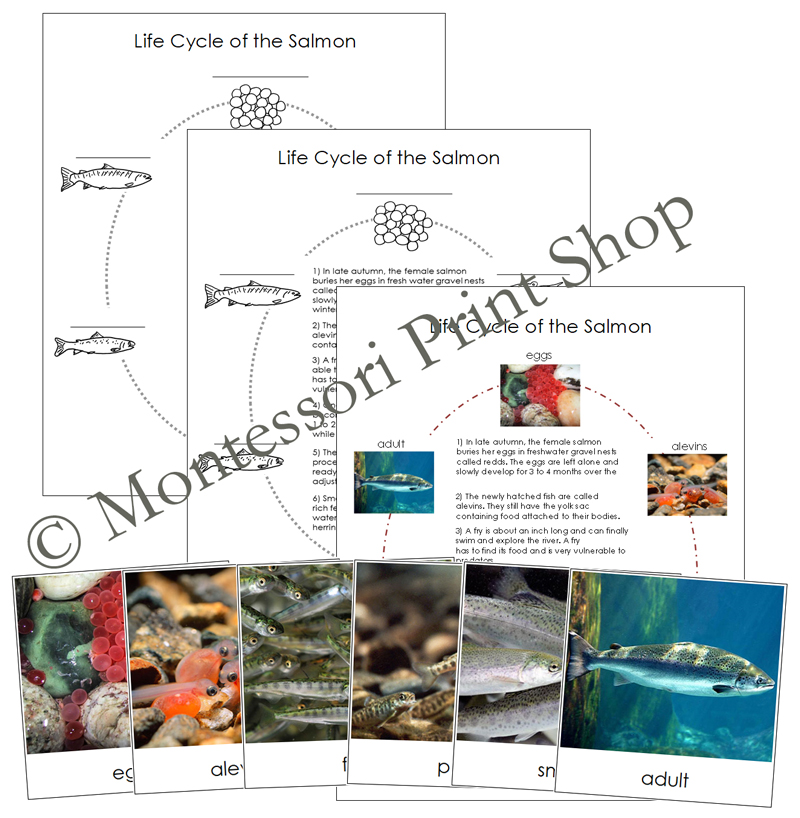The Salmon Life Cycle Nomenclature 3-Part Cards & Charts - Montessori ...