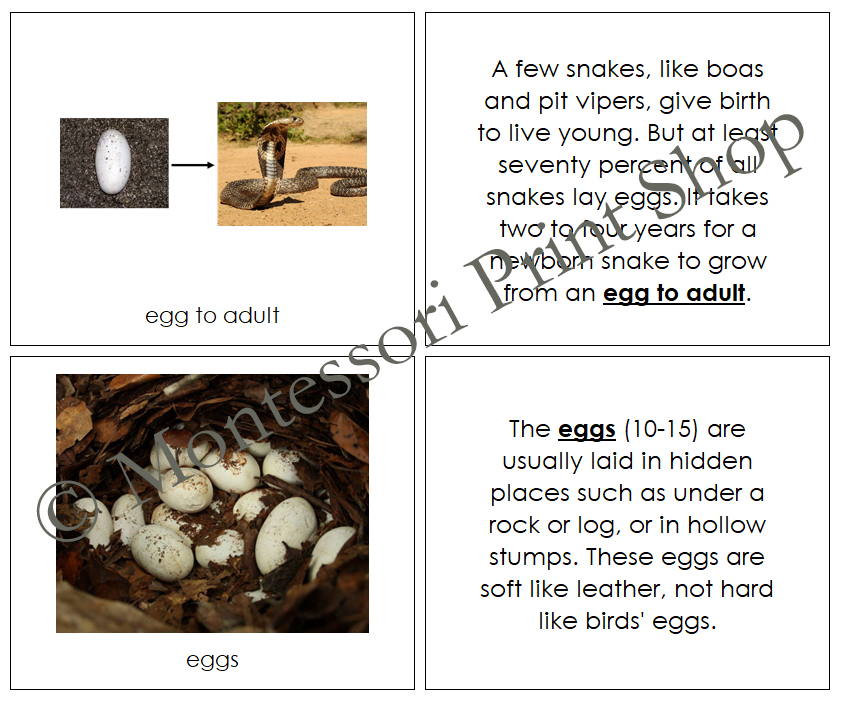 The Snake Life Cycle Book - Montessori Nomenclature | Made By Teachers