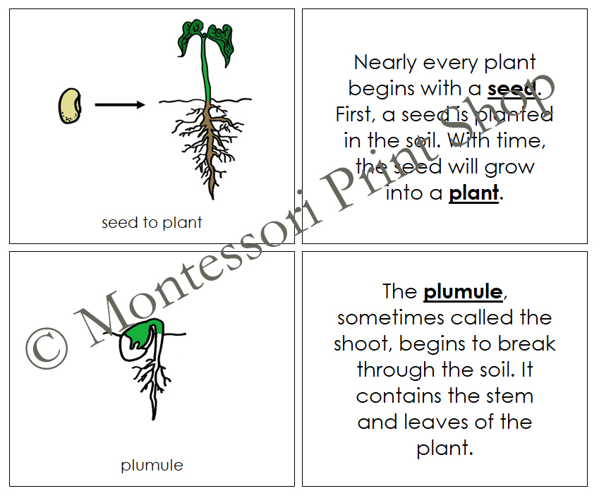 Seed to Plant Life Cycle Book - Montessori Nomenclature | Made By Teachers