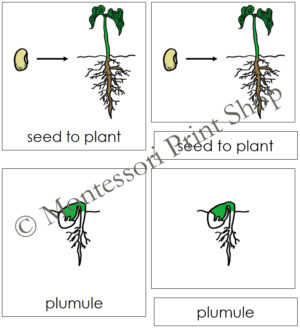 Seed to Plant Life Cycle 3-Part Cards - Montessori Nomenclature | Made ...