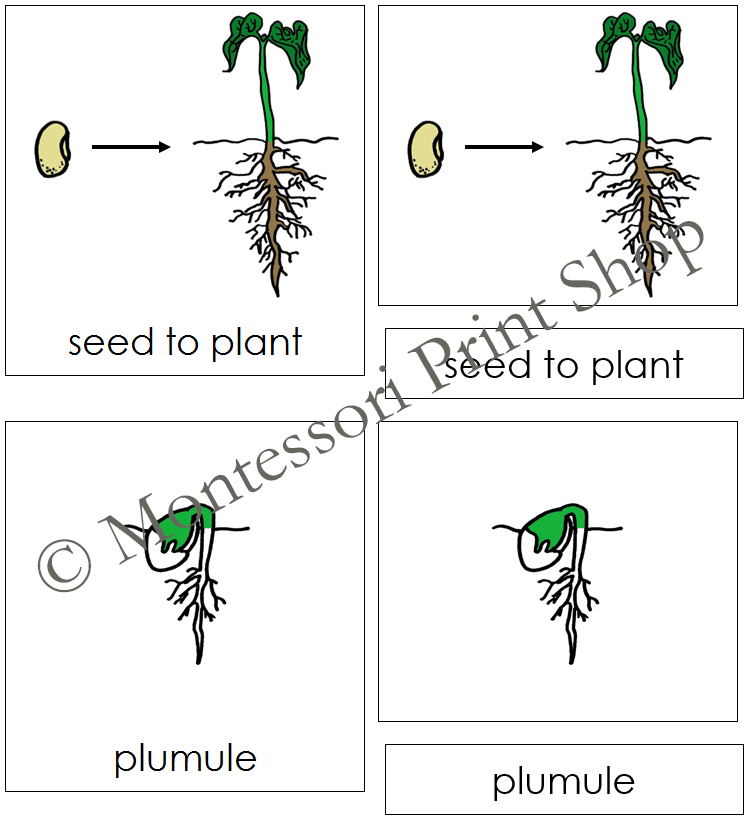 Seed to Plant Life Cycle 3-Part Cards - Montessori Nomenclature | Made ...
