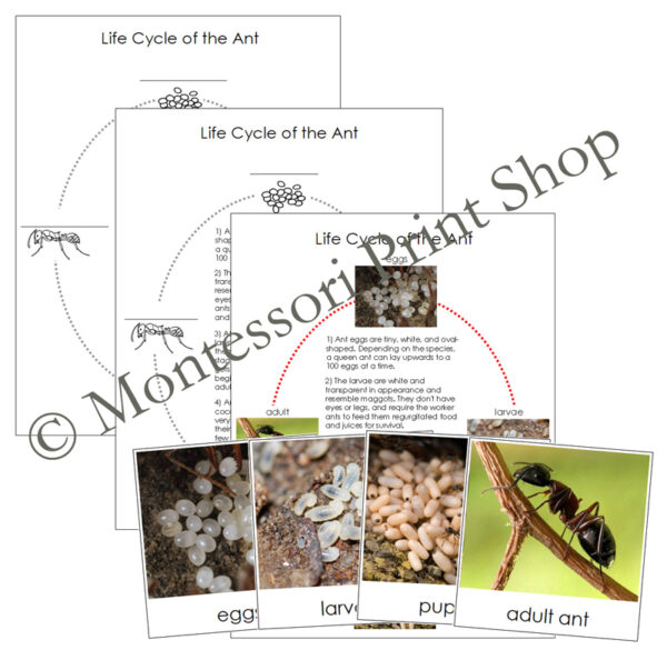 The Ant Life Cycle 3-Part Cards & Charts - Montessori Nomenclature ...