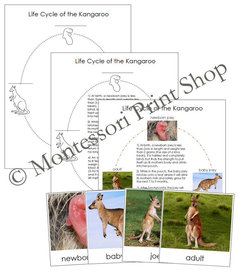 The Kangaroo Life Cycle 3-Part Cards & Charts - Montessori Nomenclature ...