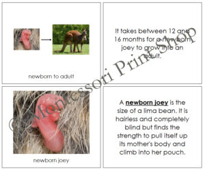 The Kangaroo Life Cycle Book - Montessori Nomenclature | Made By Teachers