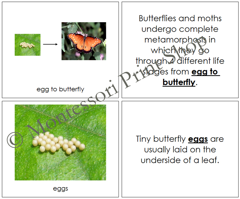 The Butterfly Life Cycle Book - Montessori Nomenclature | Made By Teachers
