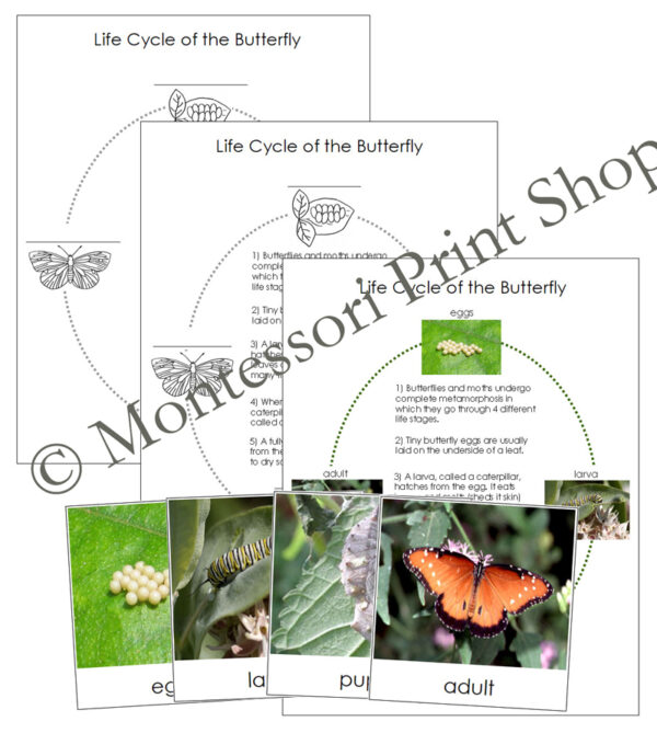 The Butterfly Life Cycle 3-Part Cards & Charts - Montessori ...