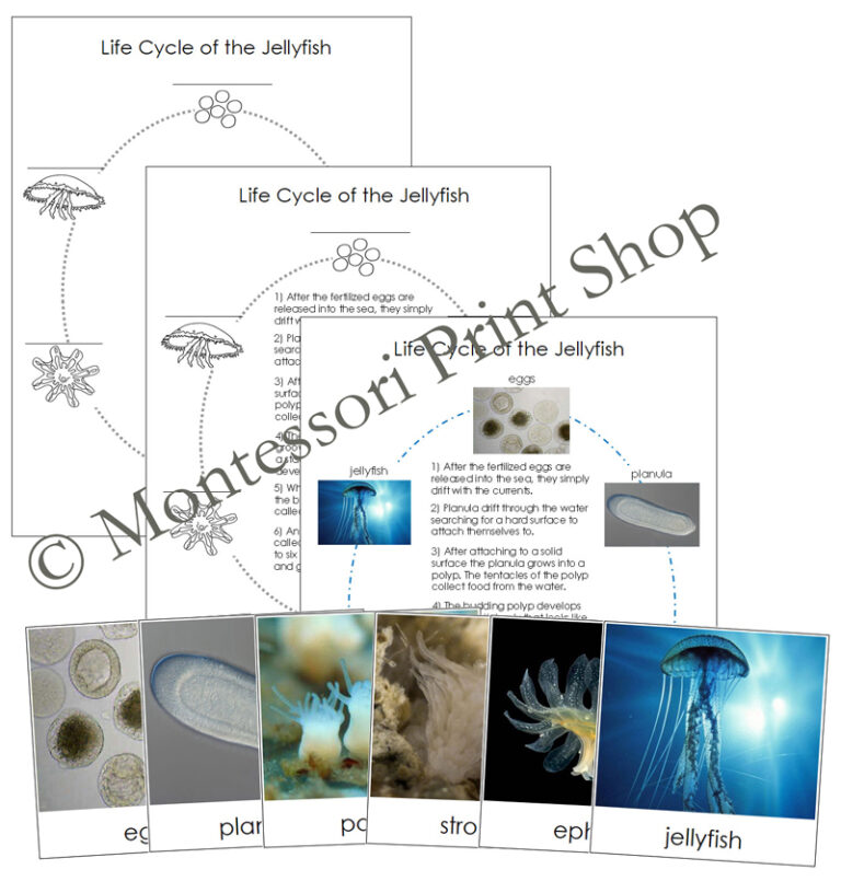 The Jellyfish Life Cycle 3-Part Cards & Charts - Montessori ...