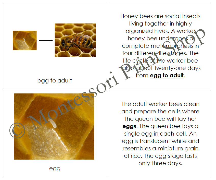 The Honey Bee Life Cycle Book - Montessori Nomenclature | Made By Teachers