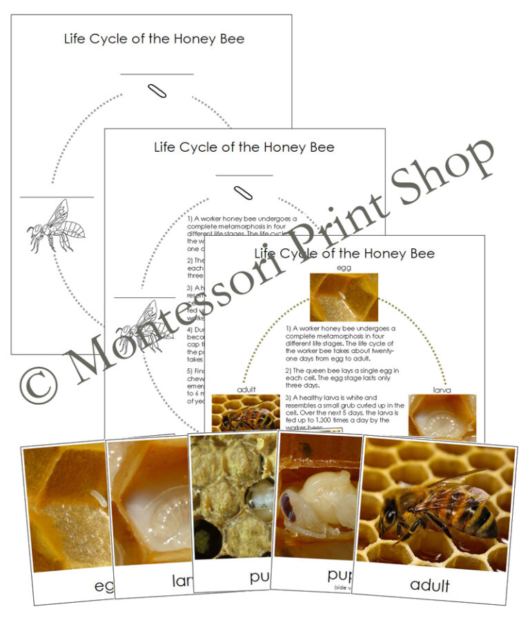 The Honey Bee Life Cycle 3-Part Cards & Charts - Montessori ...