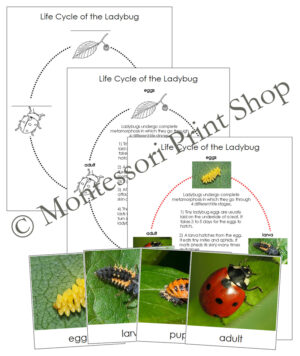 The Ladybug Life Cycle 3-Part Cards & Charts - Montessori Nomenclature ...