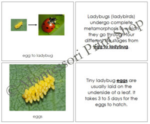 The Ladybug Life Cycle Book - Montessori Nomenclature | Made By Teachers