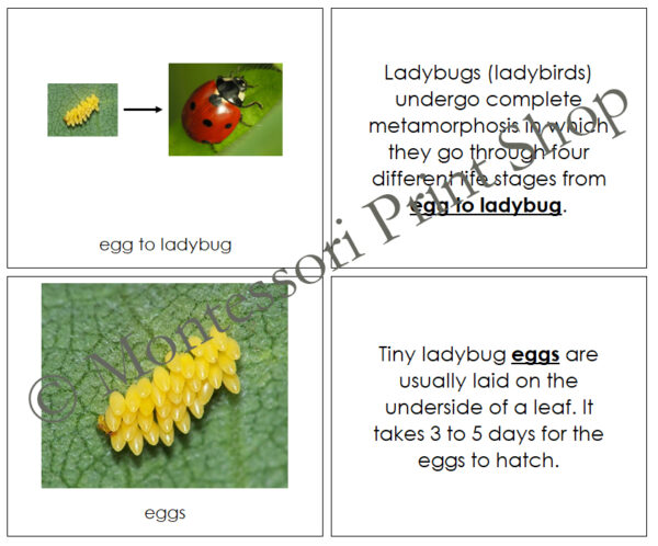 The Ladybug Life Cycle Book - Montessori Nomenclature | Made By Teachers