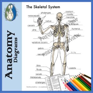 Skeletal System Diagrams To Label And Color With Reference Information