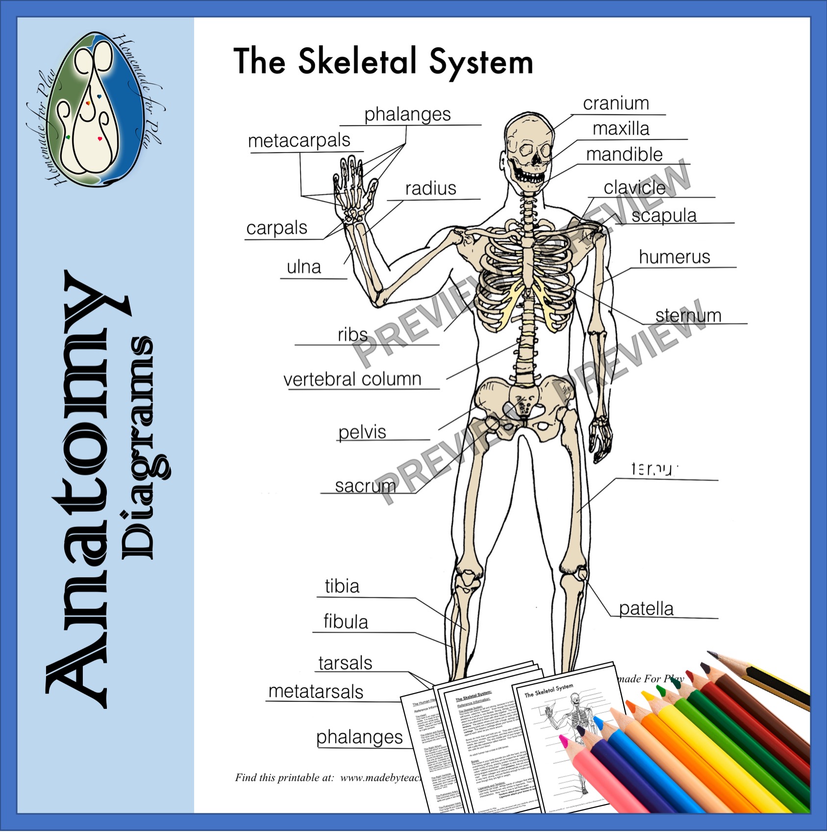 Skeletal System For Grade 4