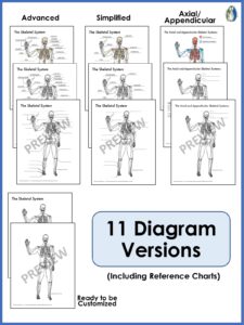 Skeletal System Diagrams to Label and Color, with Reference Information ...