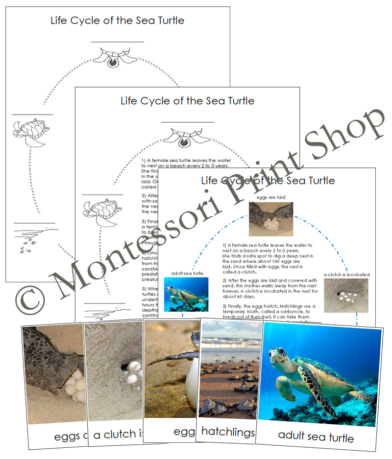 The Sea Turtle Life Cycle 3-Part Cards & Charts - Montessori ...