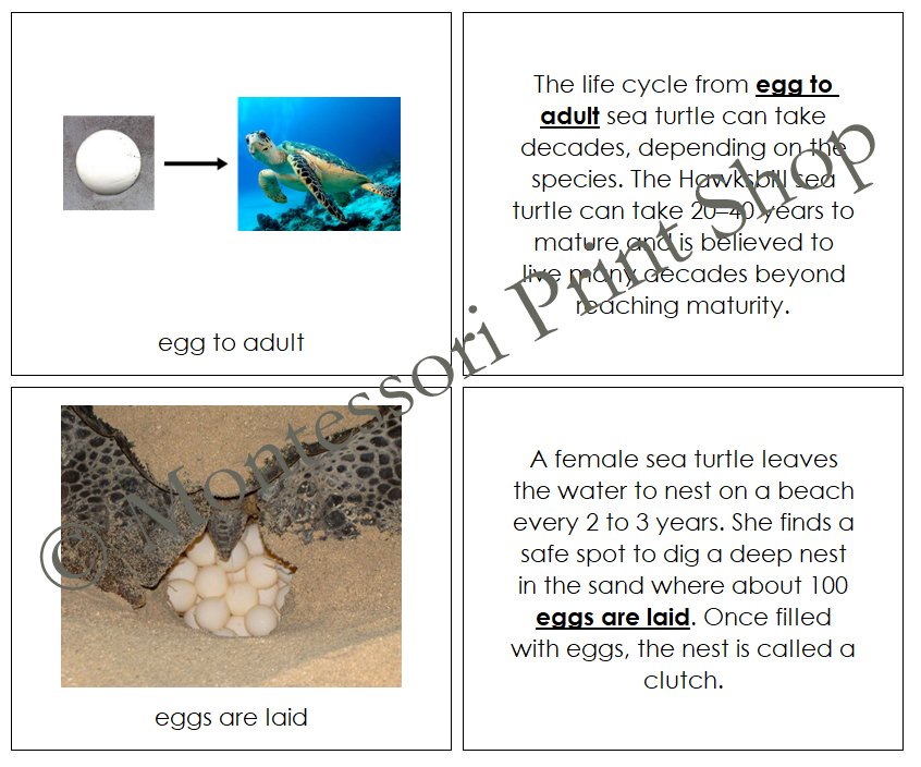 The Sea Turtle Life Cycle Book - Montessori Nomenclature | Made By Teachers