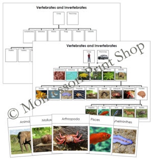 Vertebrates and Invertebrates Control Chart & Cards | Made By Teachers