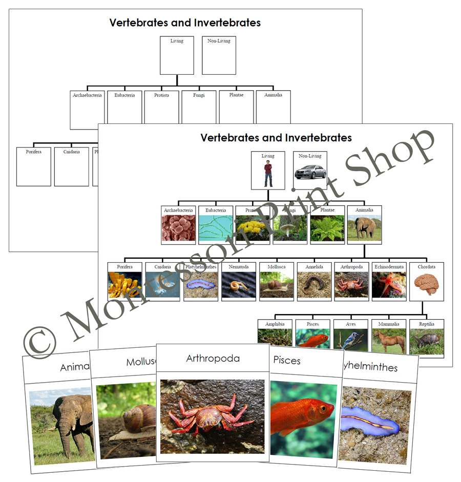 Vertebrates and Invertebrates Control Chart & Cards | Made By Teachers