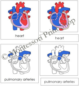 Parts of a Human Heart 3-Part Cards - Montessori Nomenclature | Made By ...