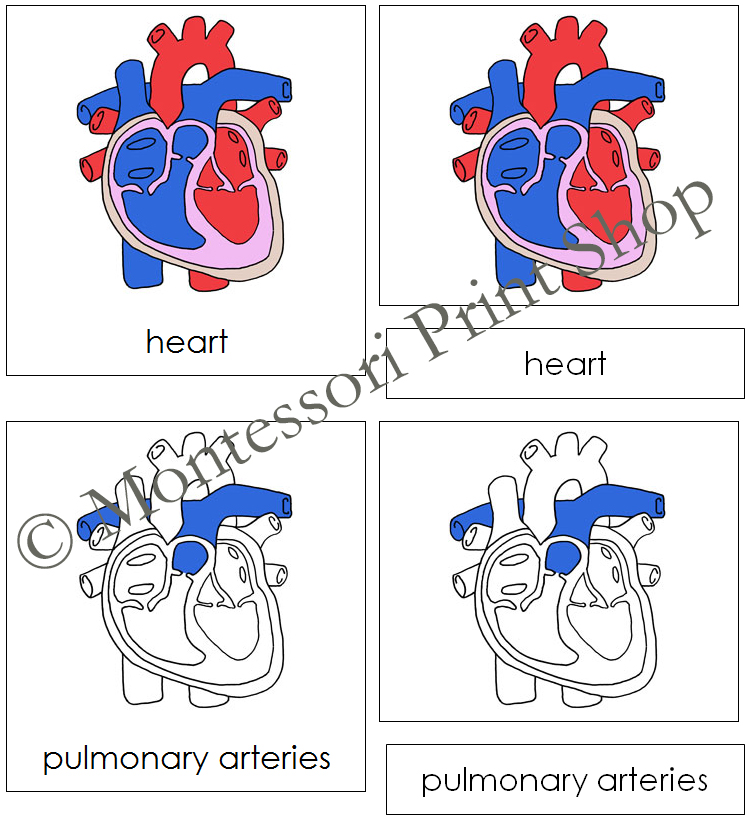Parts of a Human Heart 3-Part Cards - Montessori Nomenclature | Made By ...