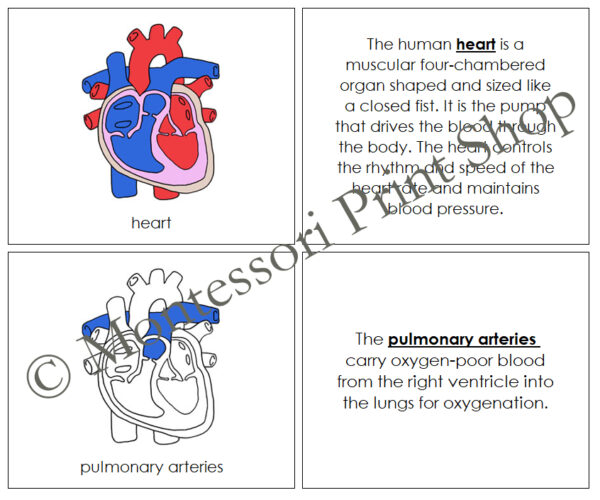Parts of a Human Heart Book - Montessori Nomenclature | Made By Teachers