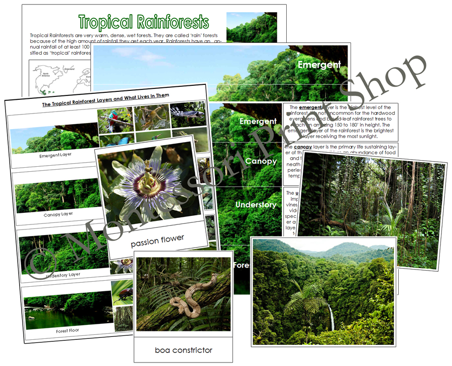 Tropical Rainforest - Information, Sorting Cards & Control Charts ...