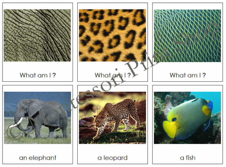 Animal Skin Matching Cards (Zoology) | Made By Teachers