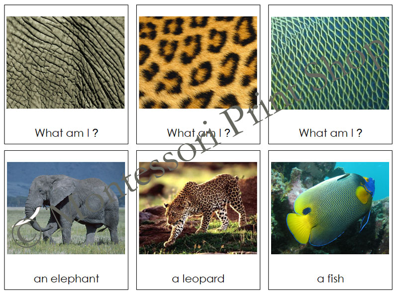 Animal Skin Matching Cards (Zoology) | Made By Teachers