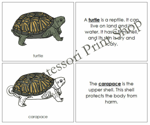 Parts of a Turtle Book - Montessori Nomenclature | Made By Teachers