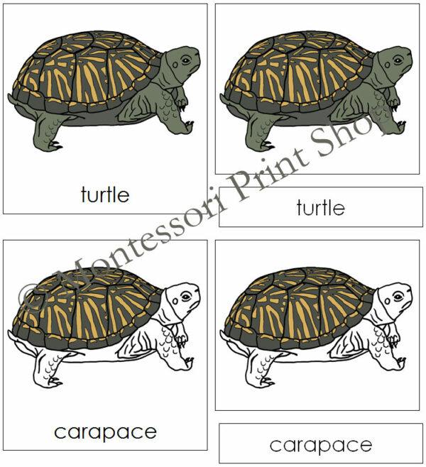 Parts of a Turtle 3-Part Cards - Montessori Nomenclature | Made By Teachers
