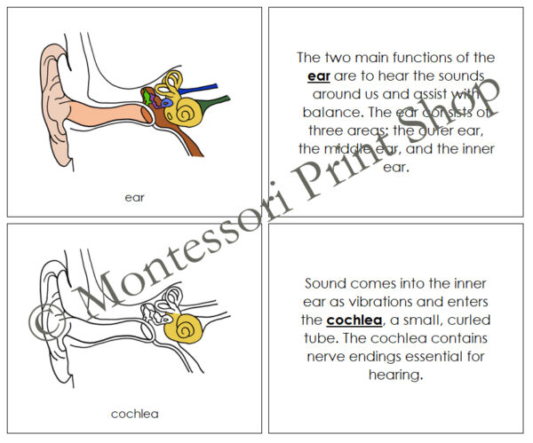 Parts of a Human Ear Book - Montessori Nomenclature | Made By Teachers