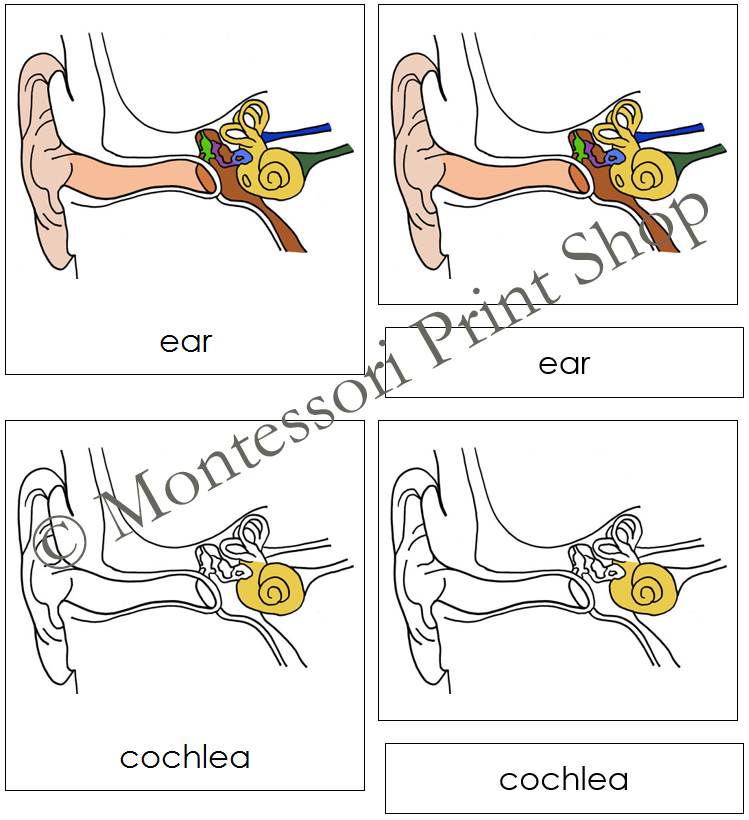 Parts of a Human Ear 3-Part Cards - Montessori Nomenclature | Made By ...