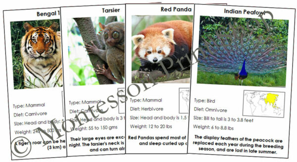 Animals of Asia Pictures & Facts (Montessori color-code) | Made By Teachers
