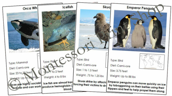 Animals of Antarctica Pictures & Facts (Montessori color-code) | Made ...