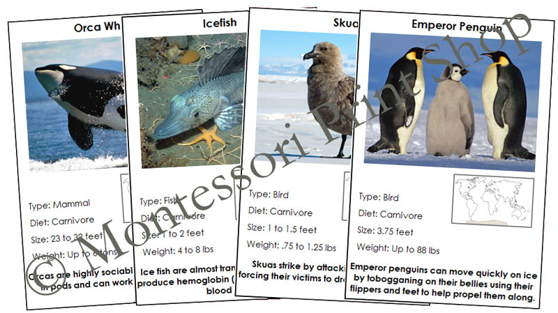 Animals of Antarctica Pictures & Facts (Montessori color-code) | Made ...