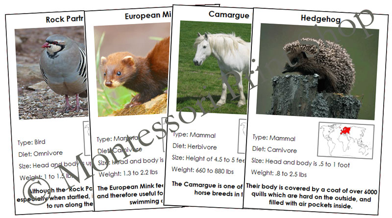 Animals of Europe Pictures & Facts (Montessori color-code) | Made By ...