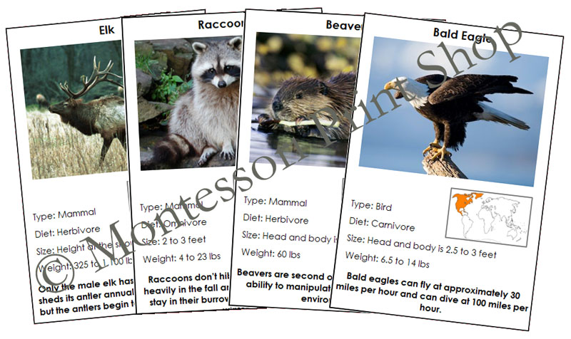 Animals of North America Pictures & Facts (Montessori color-code ...